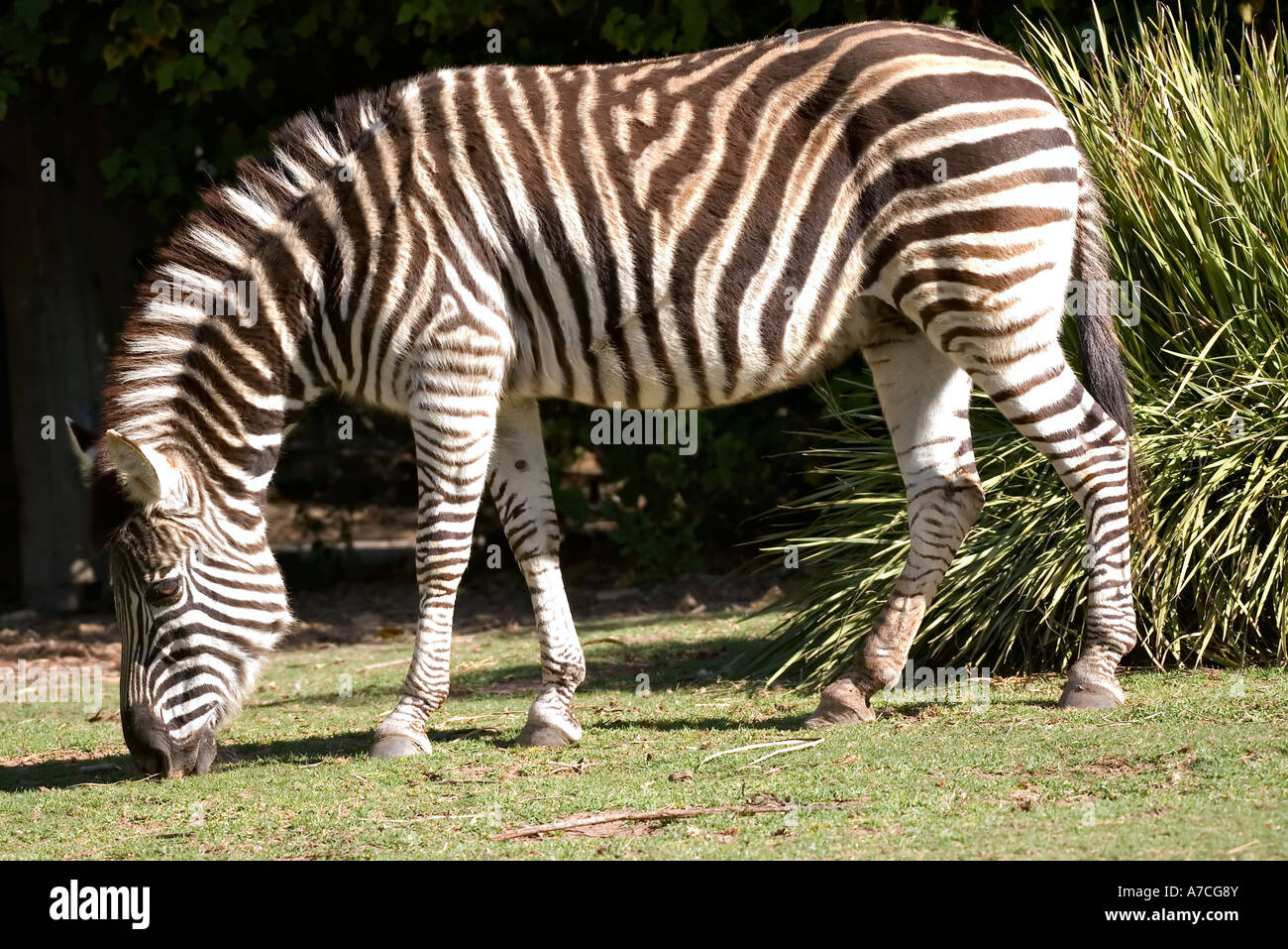 black and white striped zebra eating grass at adelaide zoo south ...