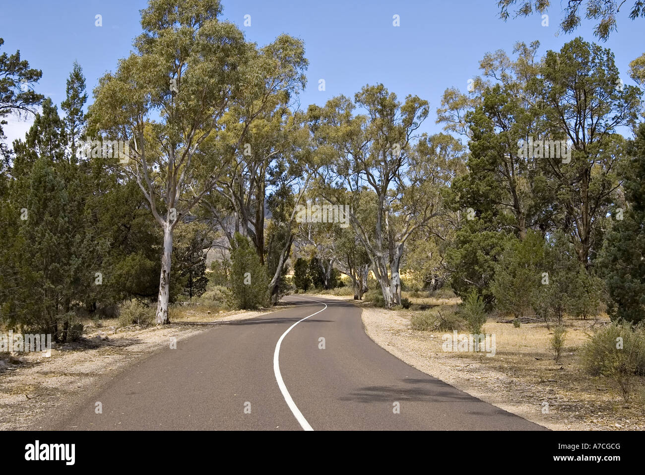 a winding tree lined road in the country Stock Photo - Alamy