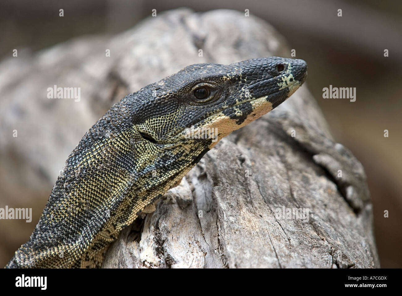Perentie lizard hi-res stock photography and images - Alamy