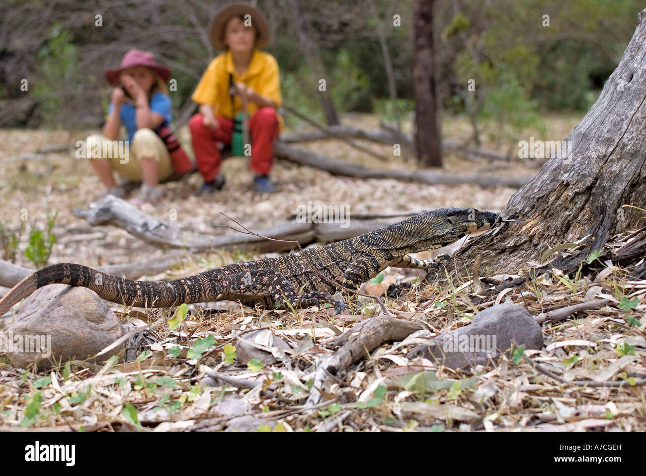 Goanna reptile hi-res stock photography and images - Alamy