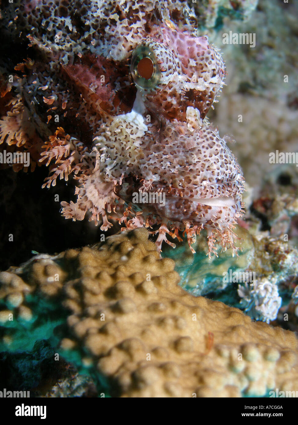 Scorpion Fish Portrait Stock Photo - Alamy