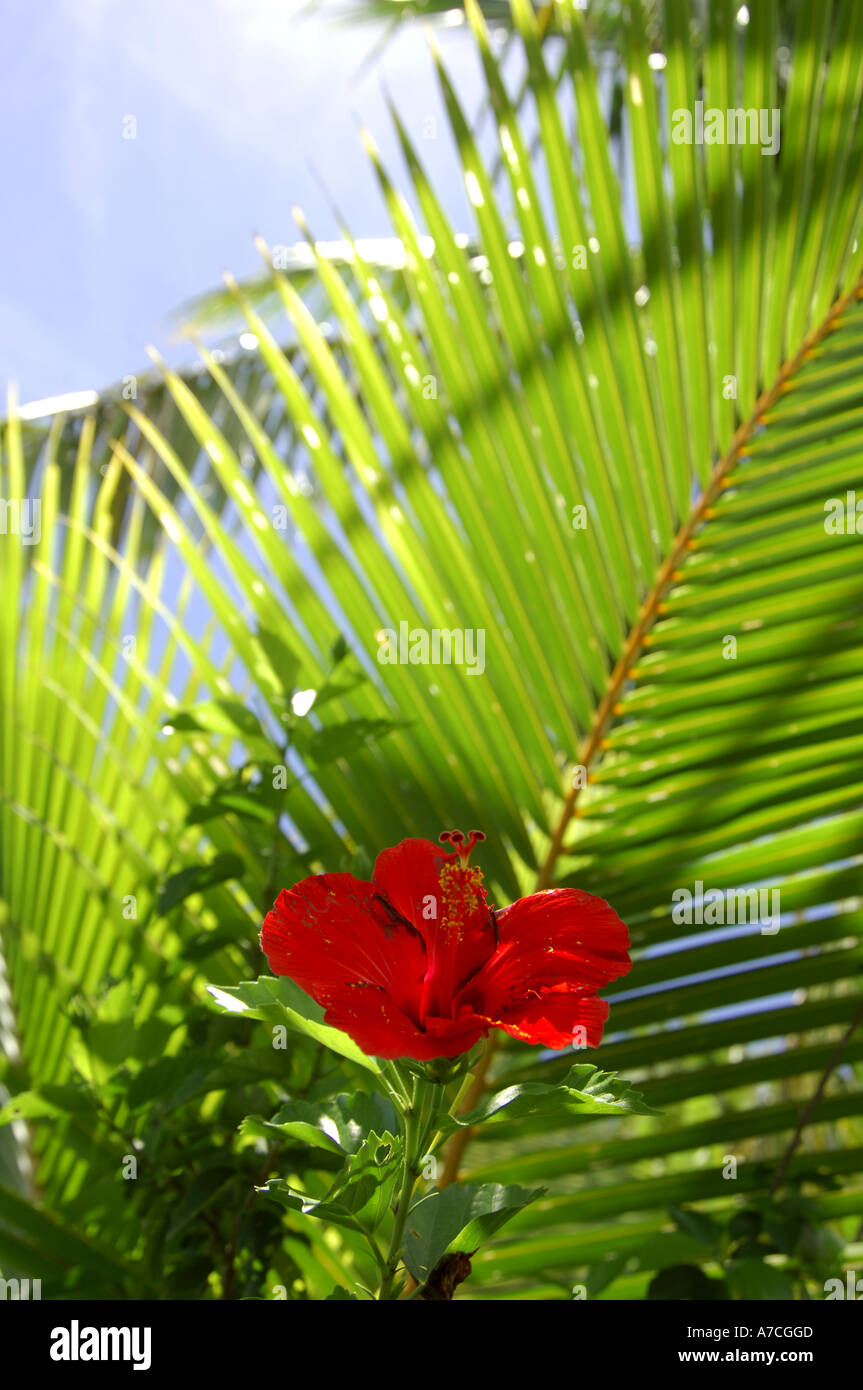 Palms and hibiscus on Aitutaki in the Cook Islands Stock Photo - Alamy