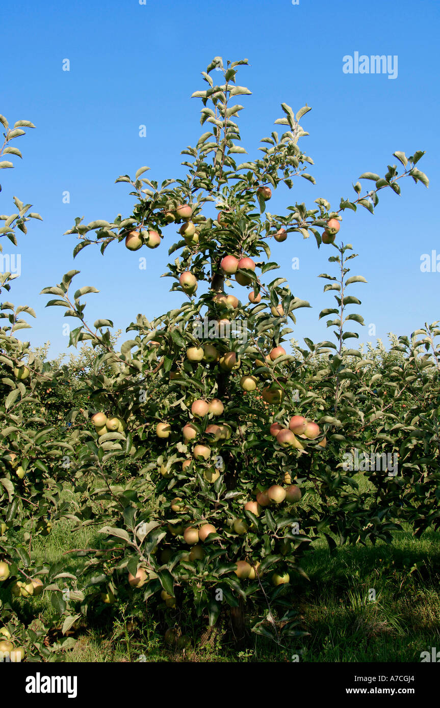 Apple Tree Plantation Stock Photo - Alamy