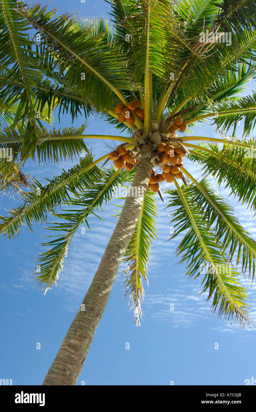 Coconuts Cook Islands