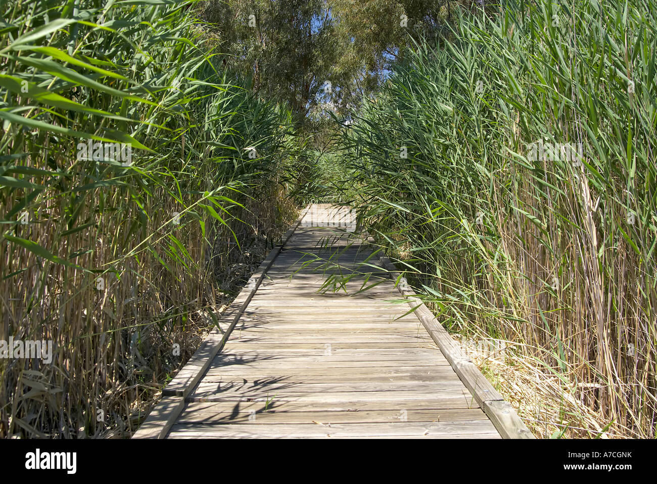 the long boardwalk through the reeds and rushes at banrock station ...