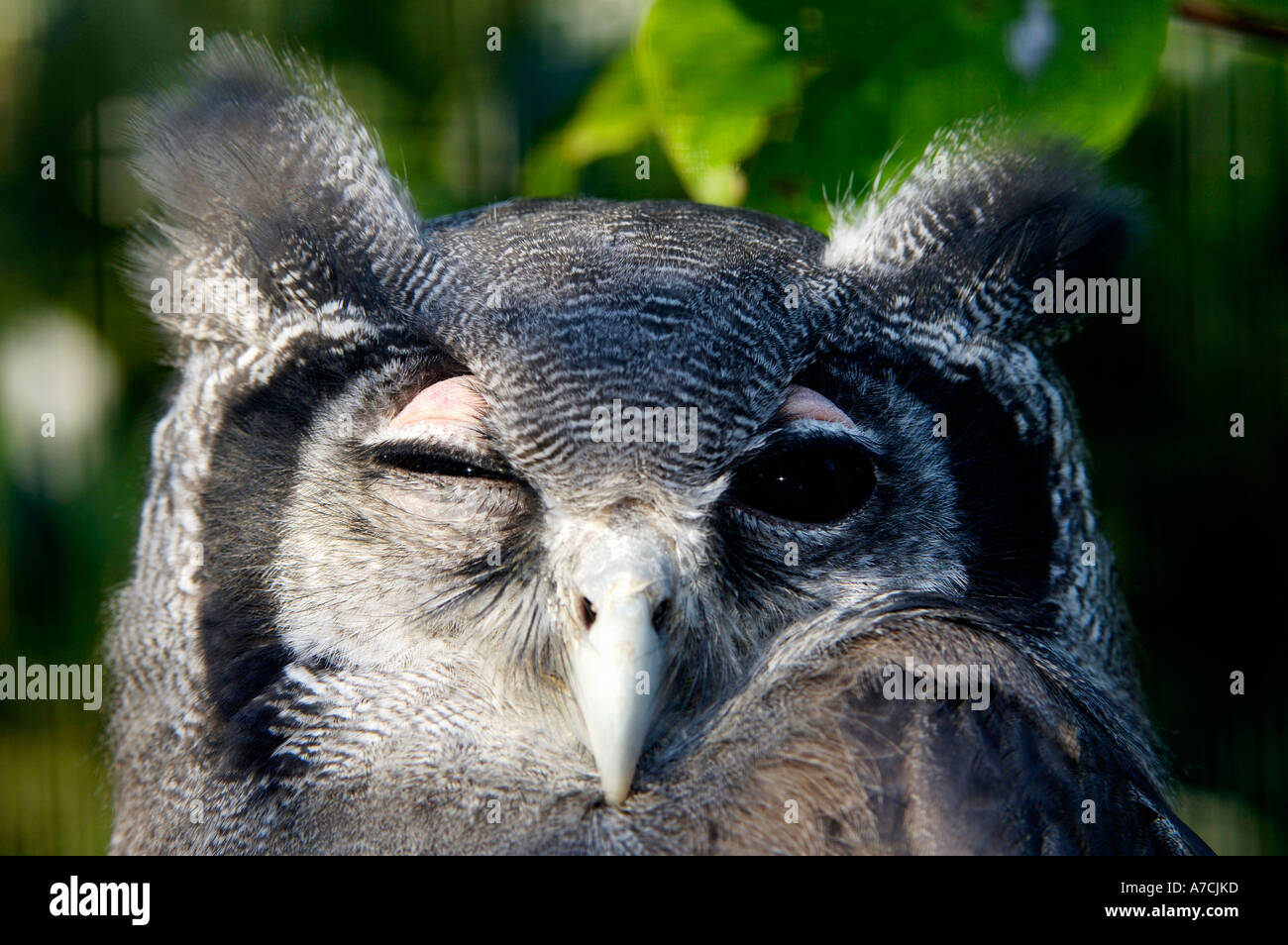 Blinking eagle hi-res stock photography and images - Alamy