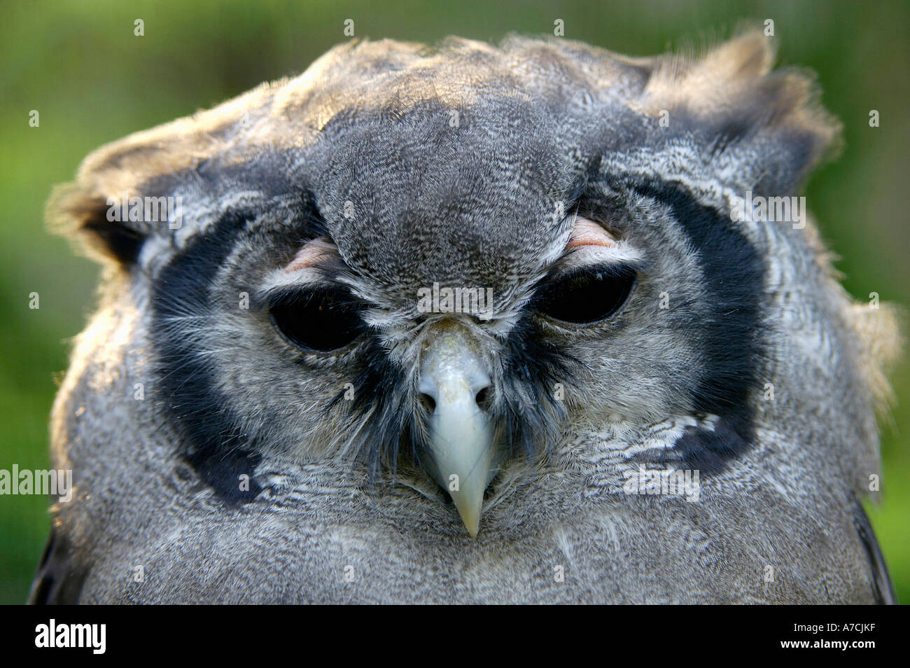Giant eagle hi-res stock photography and images - Alamy