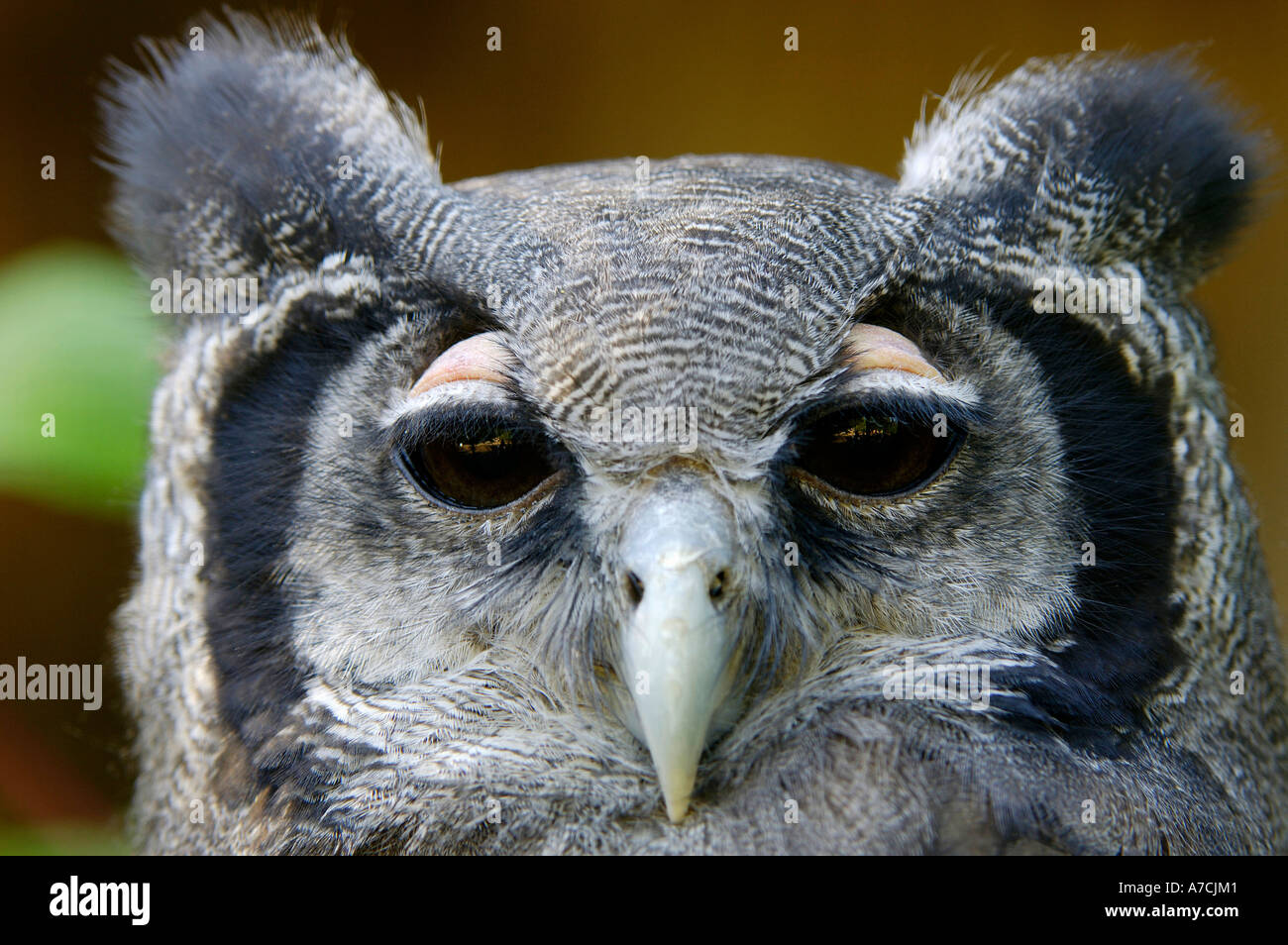 Giant Eagle Owl Verraux's Eagle Owl Stock Photo - Alamy