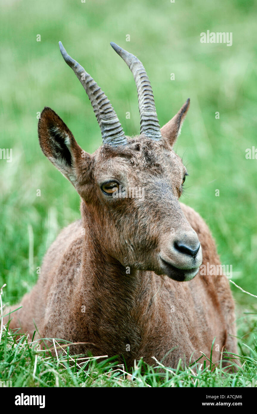 Asiatic ibex hi-res stock photography and images - Alamy