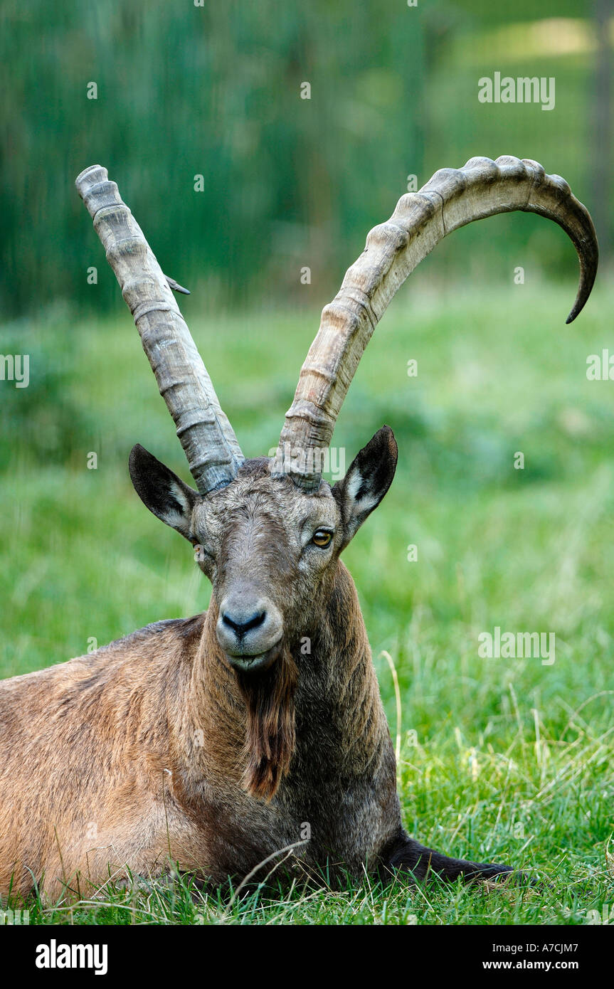 Asiatic ibex hi-res stock photography and images - Alamy