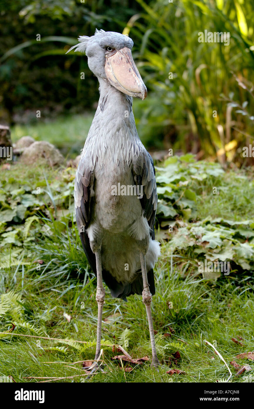 Stork from from front hi-res stock photography and images - Alamy
