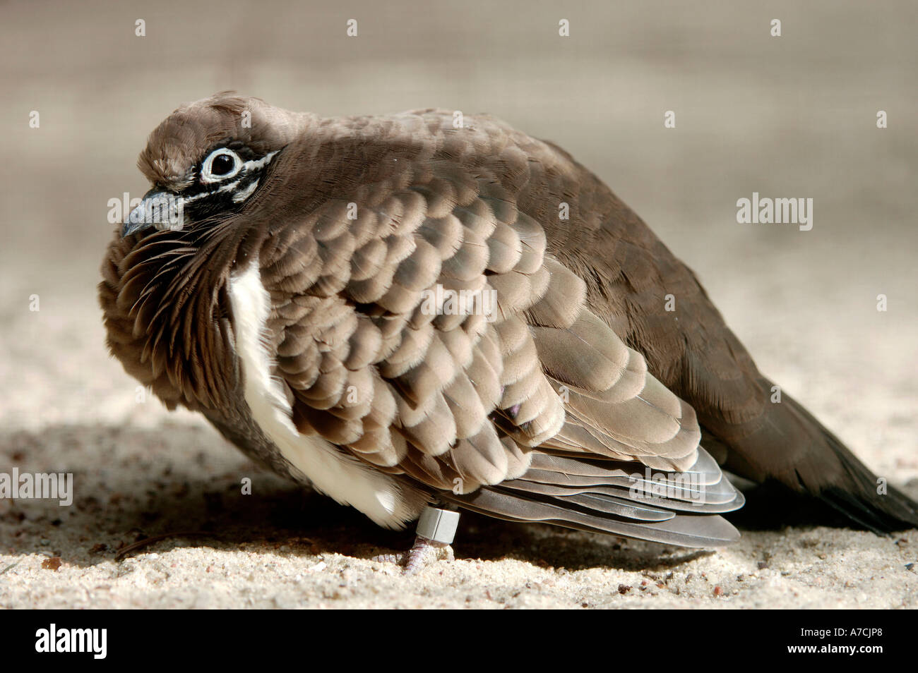 Squatter pigeon pigeon geophaps scripta australia hi-res stock ...