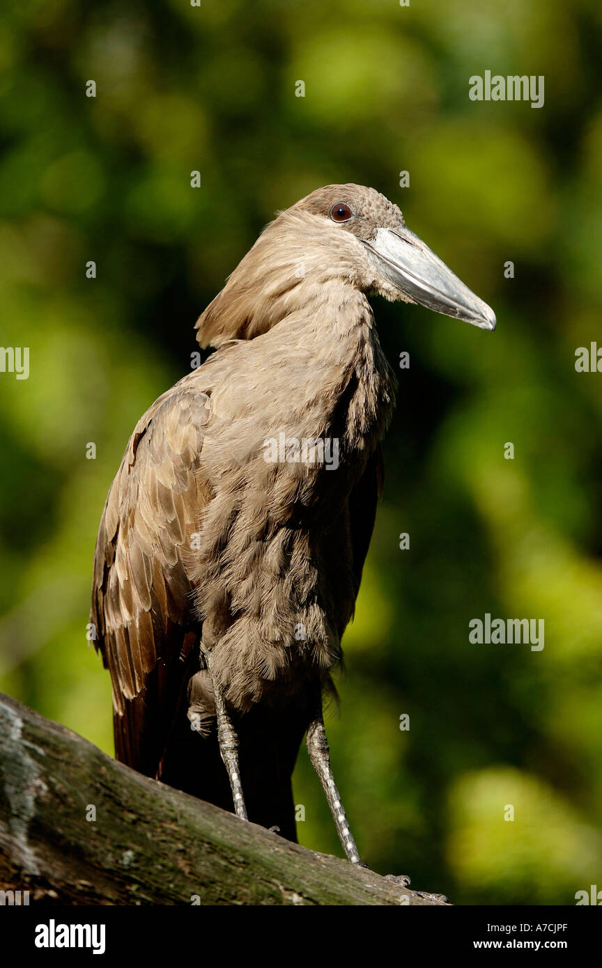Hammercop Hammerkop Hammerhead Stork Stock Photo - Alamy