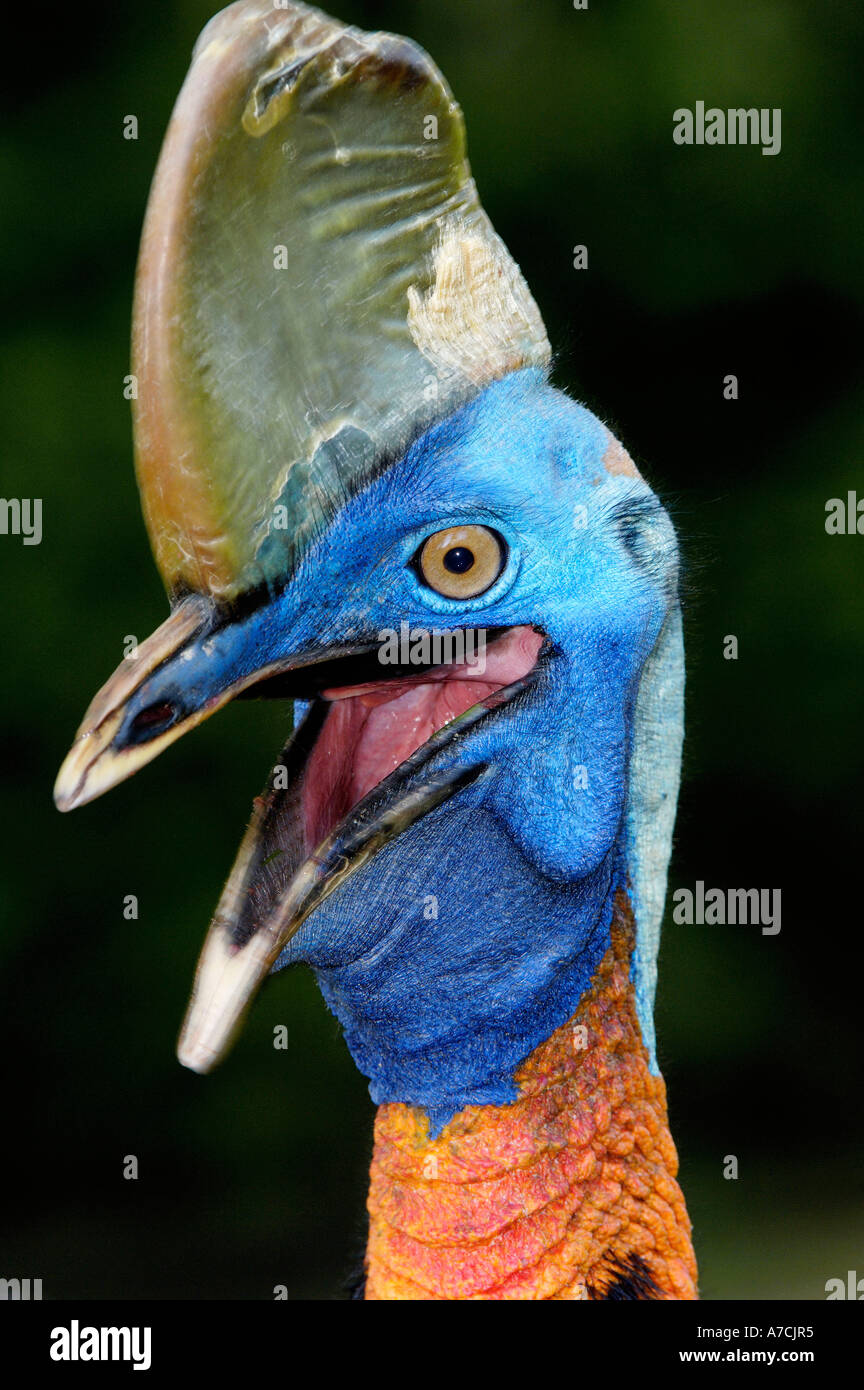 Cassowar hi-res stock photography and images - Alamy