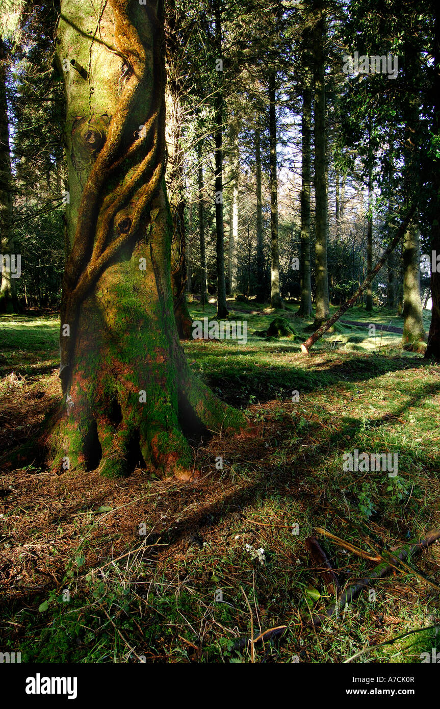 Densely forested woodland with single large tree trunk in the ...