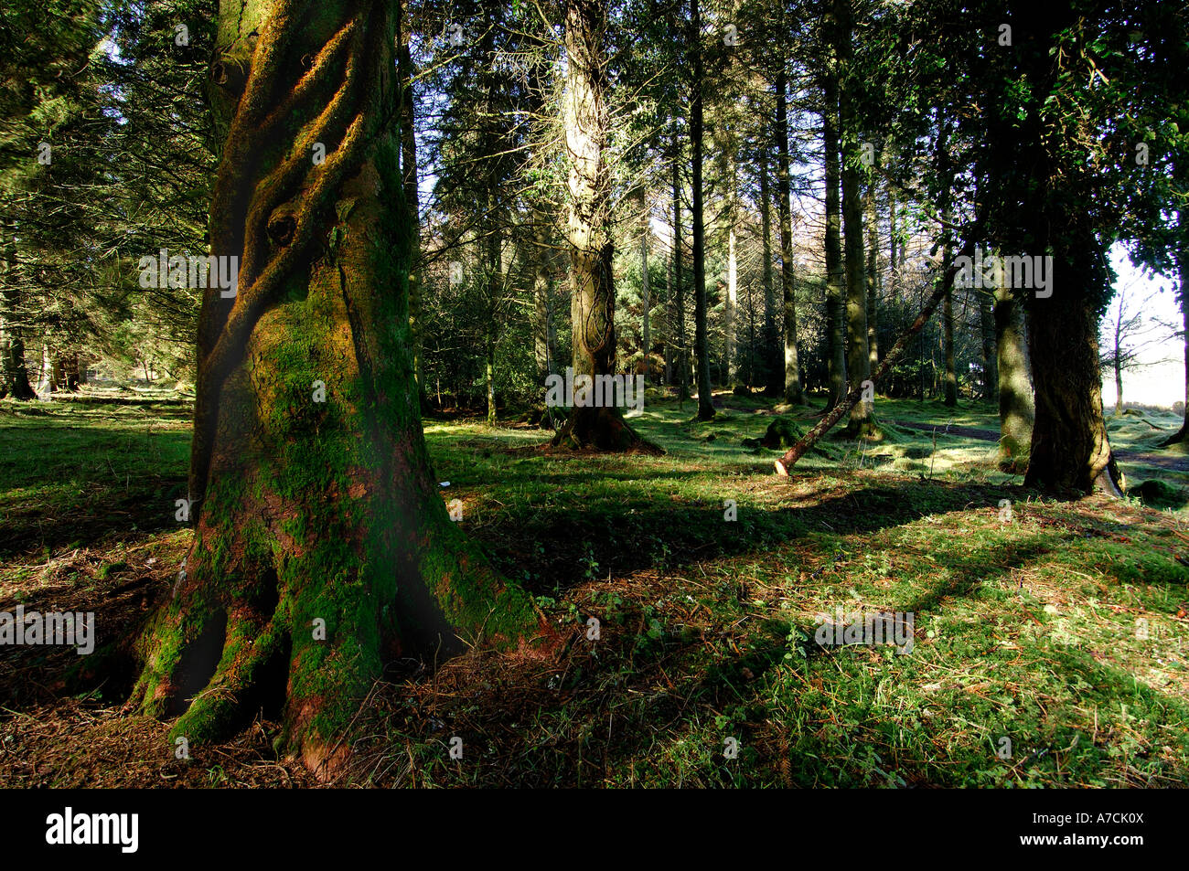 Densely forested woodland with single large tree trunk in the ...