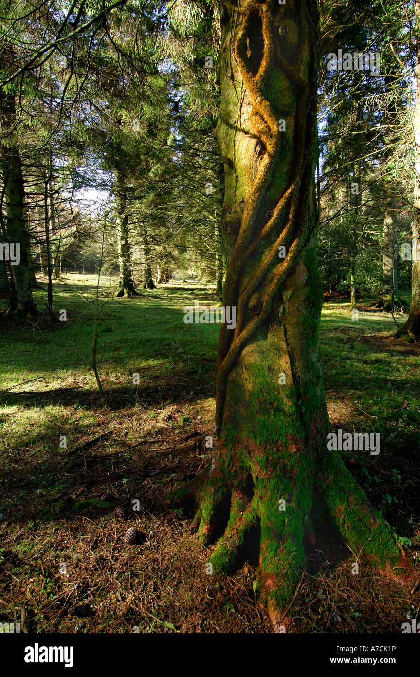 Densely forested woodland with single large tree trunk in the ...