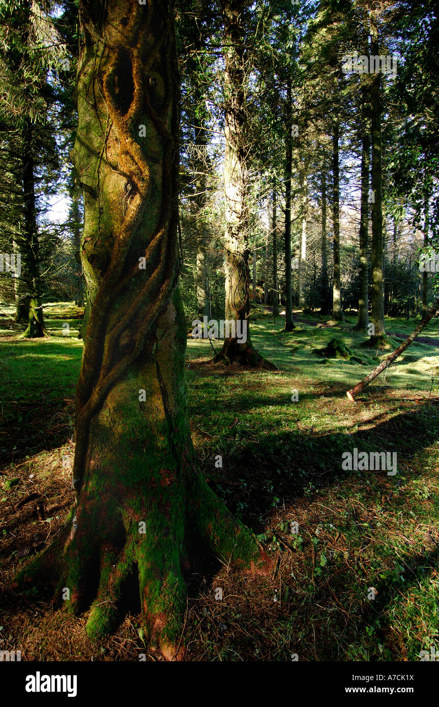Frightening trees england hi-res stock photography and images - Alamy