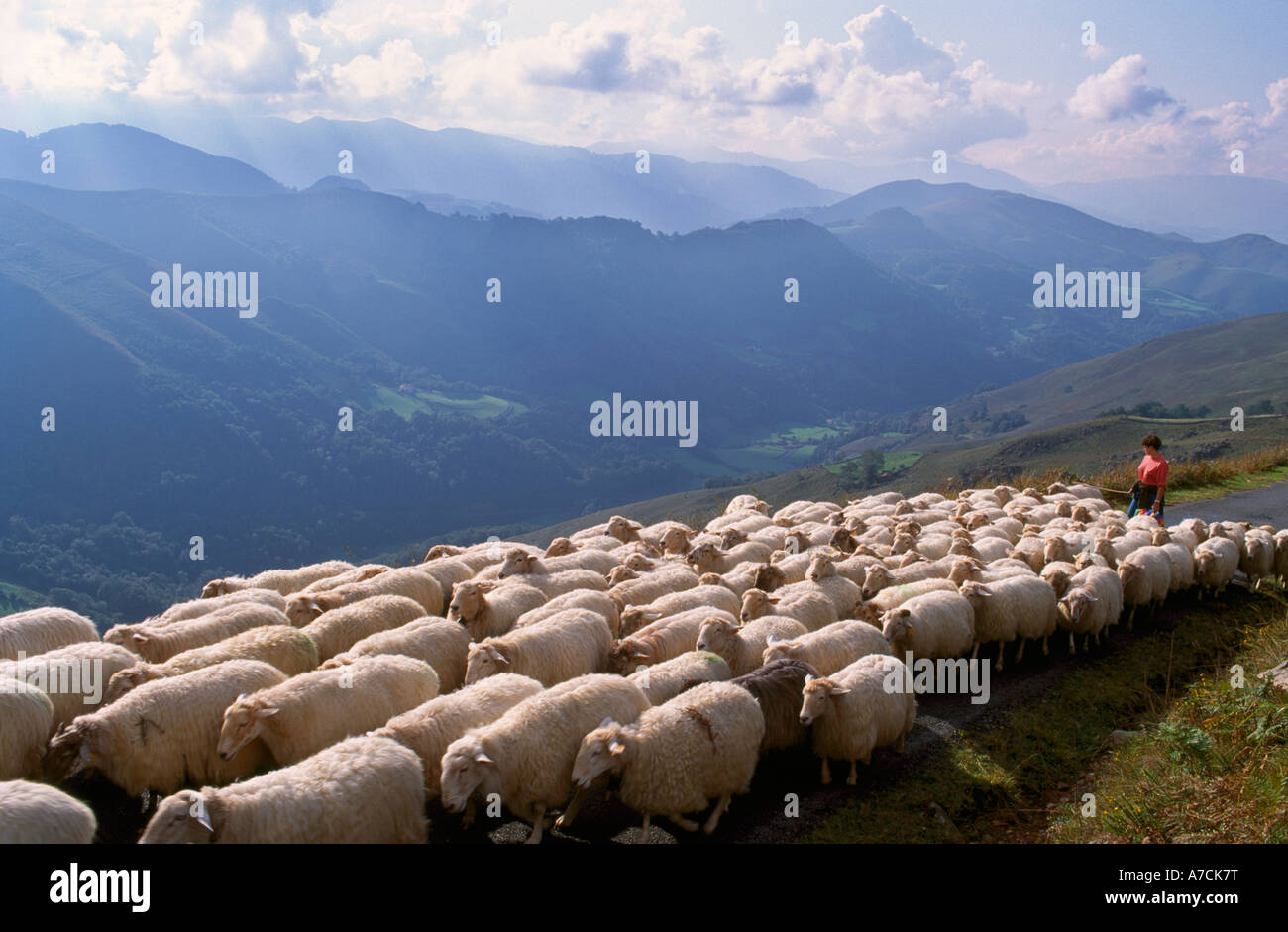 Herding sheep in france hi-res stock photography and images - Alamy