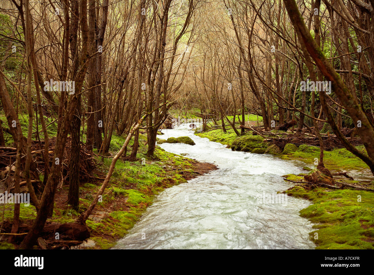 Kareaara Stream on Tangoio Walkway Stock Photo - Alamy