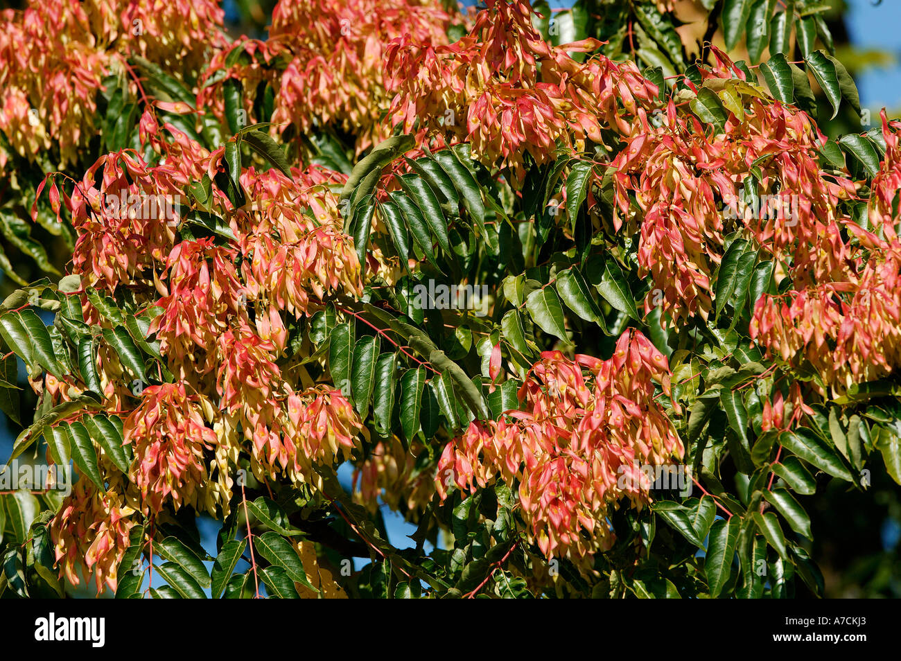 Tree of Heaven Stock Photo - Alamy