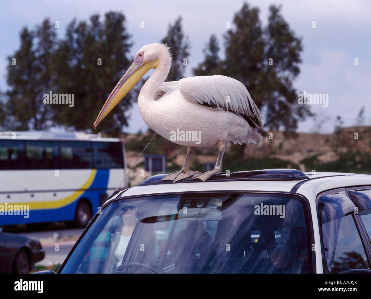 The famous pelican perched on car roof in the harbour car park at ...