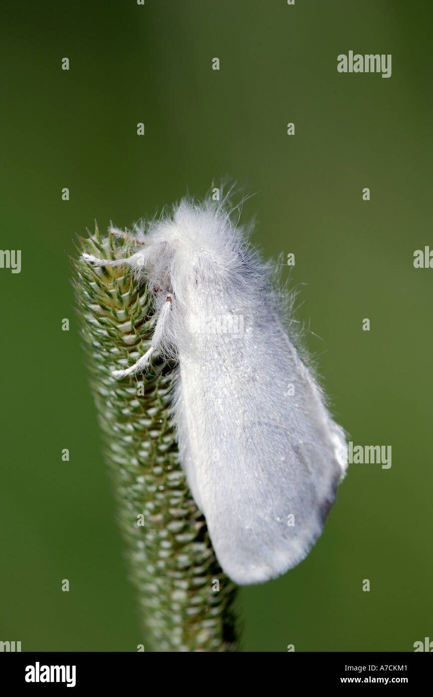 Yellow tail moths hi-res stock photography and images - Alamy