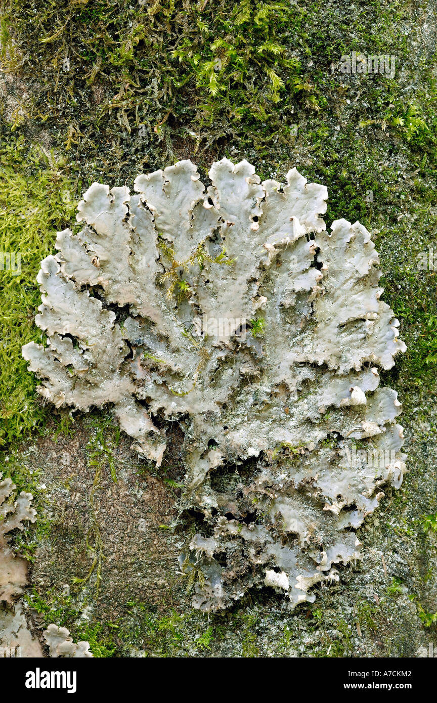 Lichen spec hi-res stock photography and images - Alamy