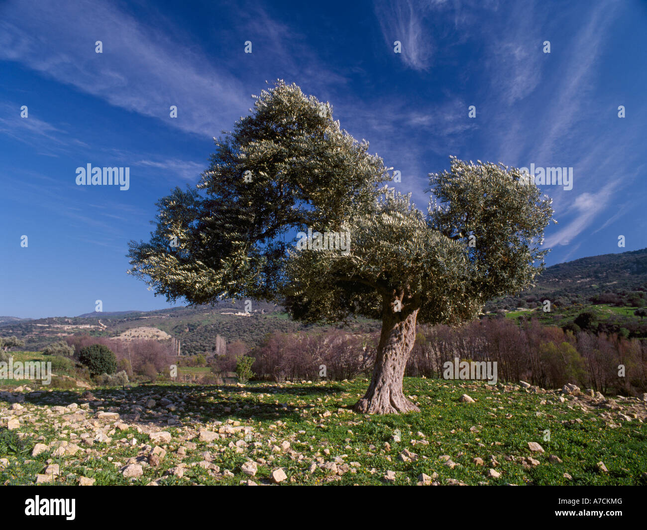 Paphos disrict hi-res stock photography and images - Alamy