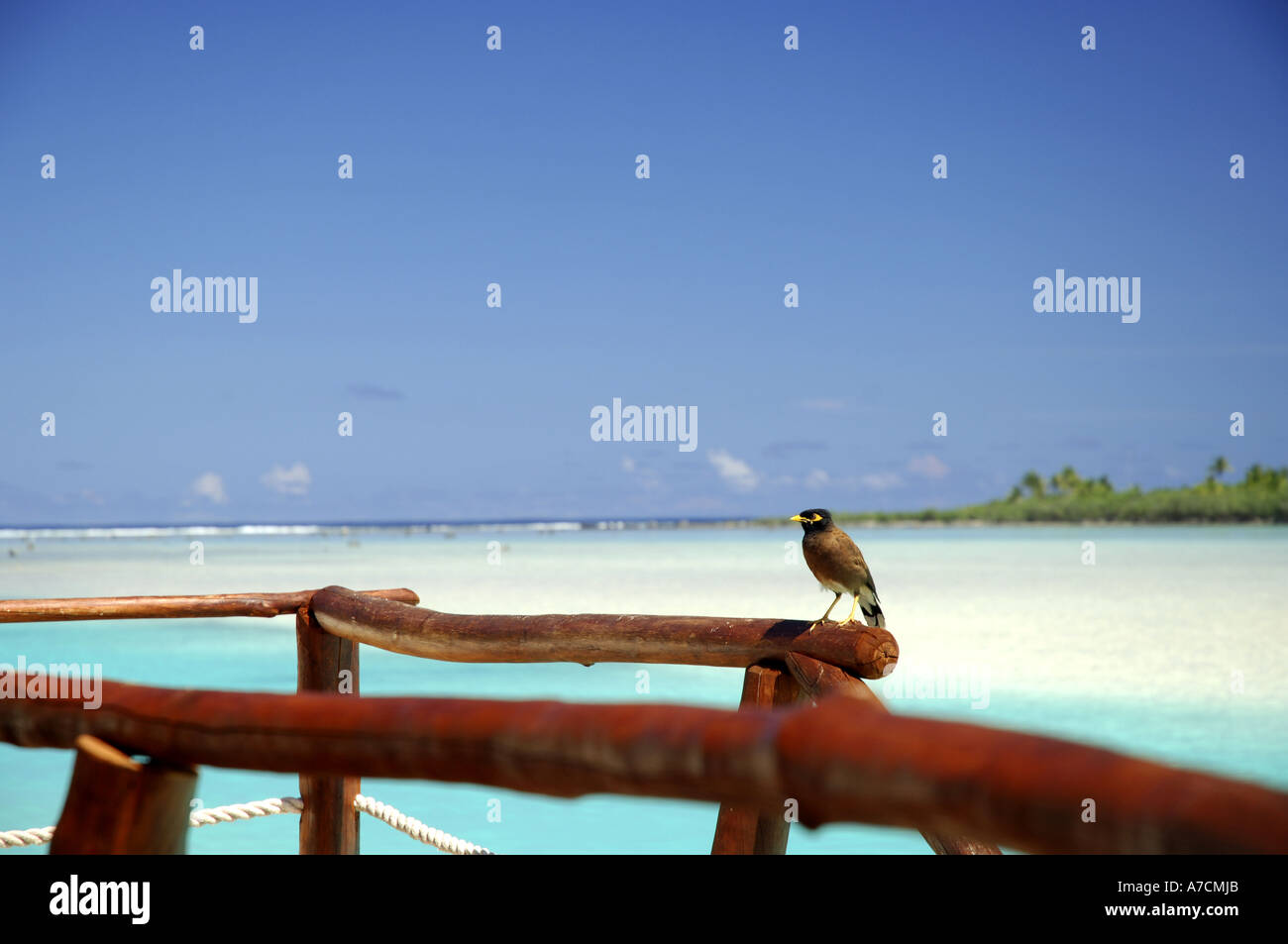 A bird sitting by the Aitutaki Lagoon in the Cook Islands Stock Photo ...