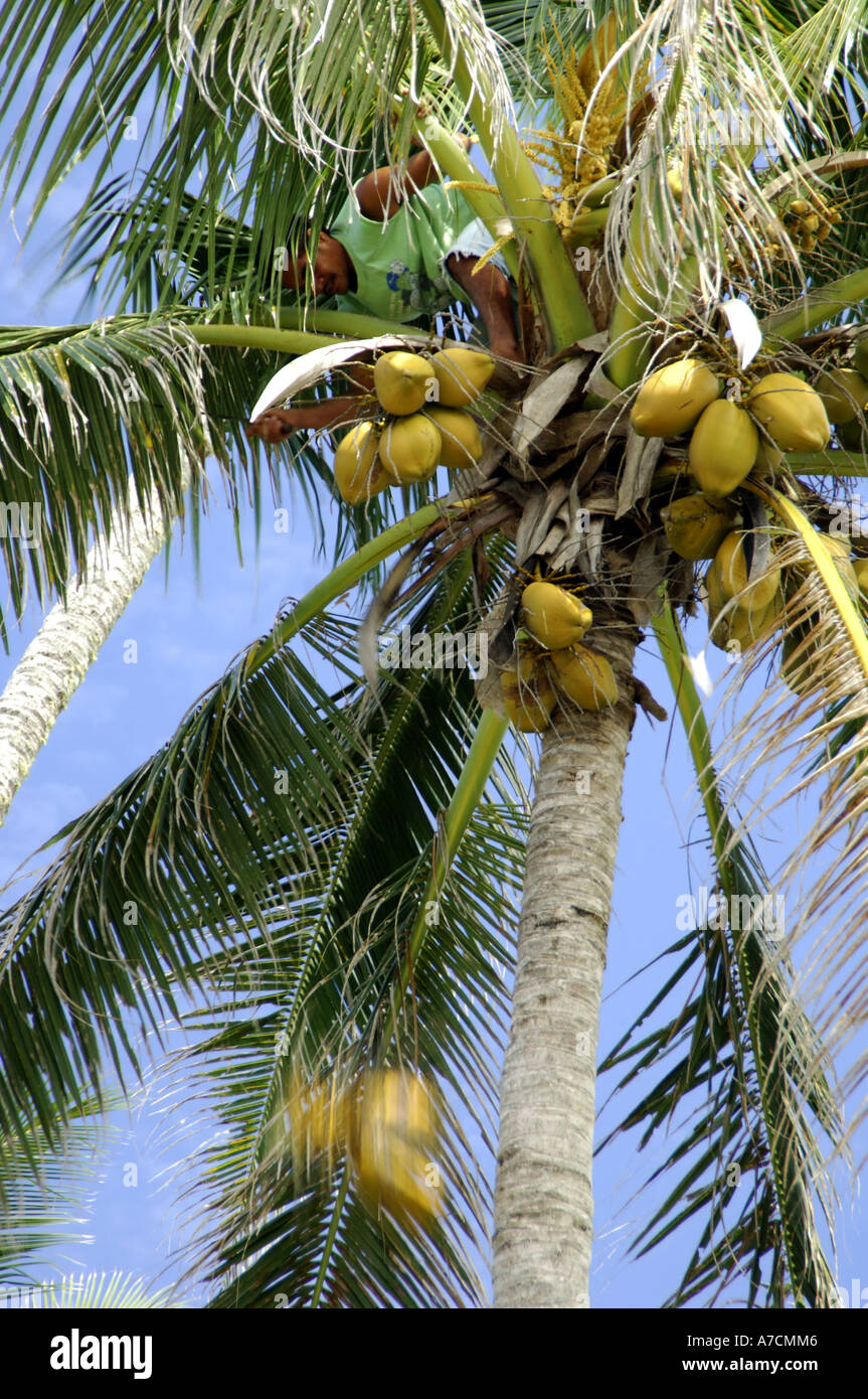 Cutting coconuts off a palm tree in Rarotonga in the Cook Islands Stock ...
