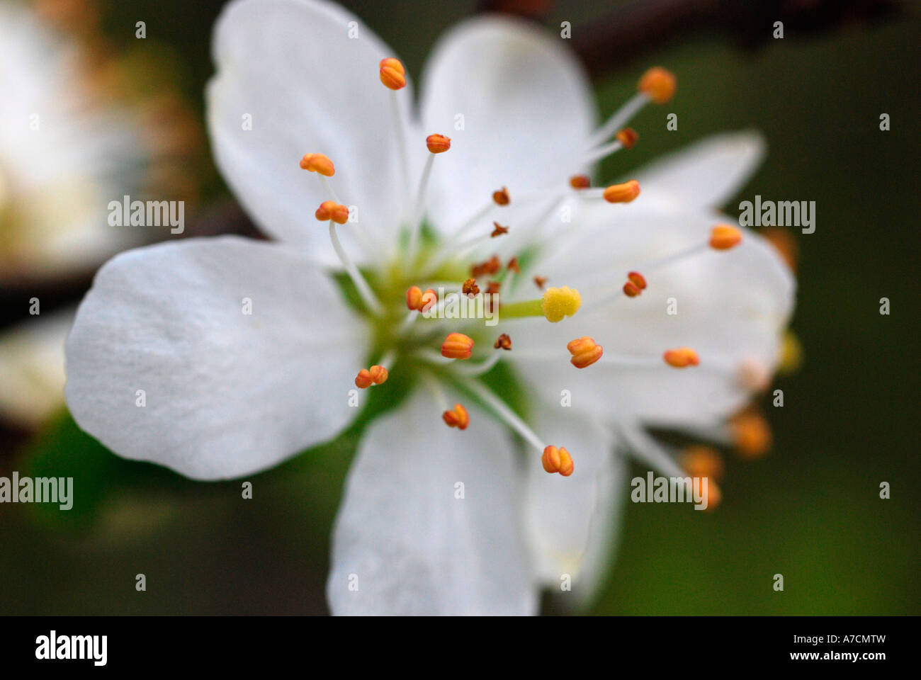 Damson blossom hi-res stock photography and images - Alamy
