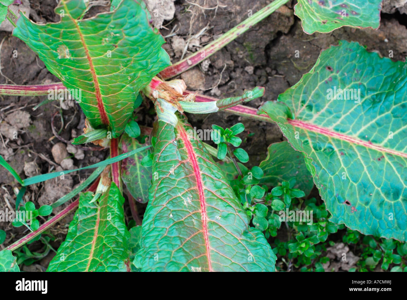 Dock leaves rumex obtusifolius hi-res stock photography and images - Alamy