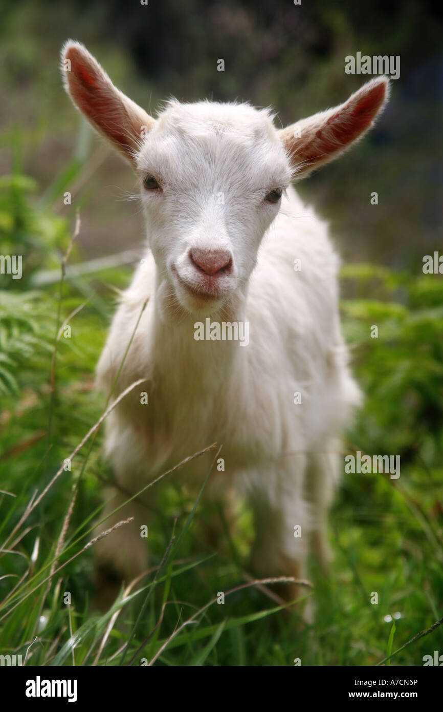 Smiling baby goat facing camera Stock Photo - Alamy