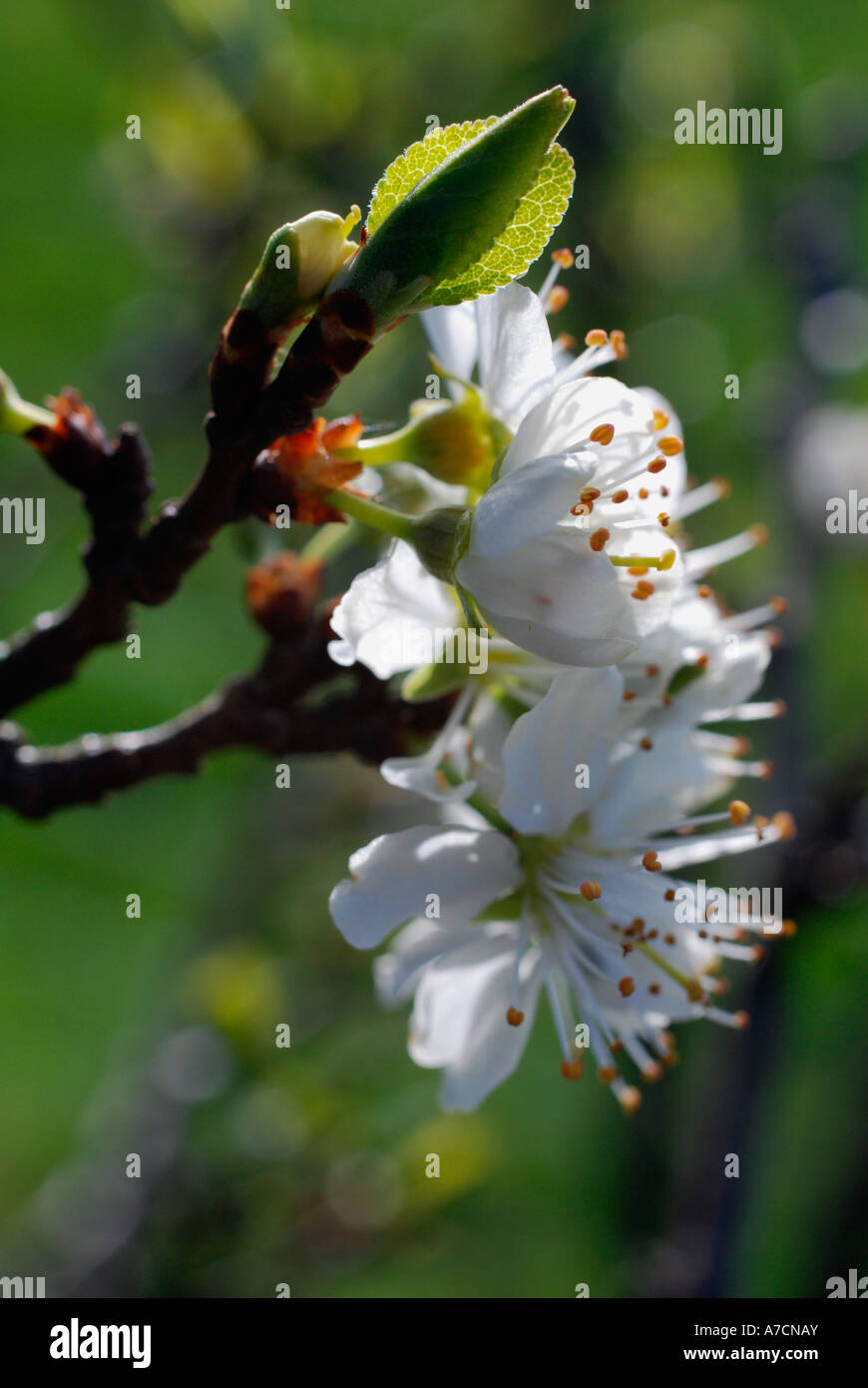 Damson blossom hi-res stock photography and images - Alamy