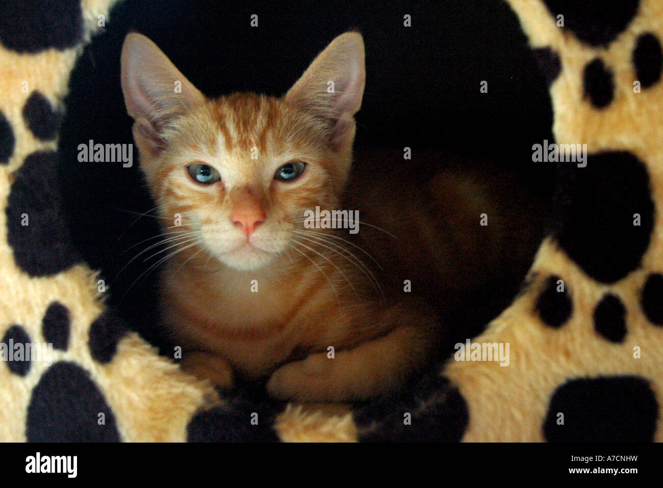 ginger tom in his house Stock Photo - Alamy