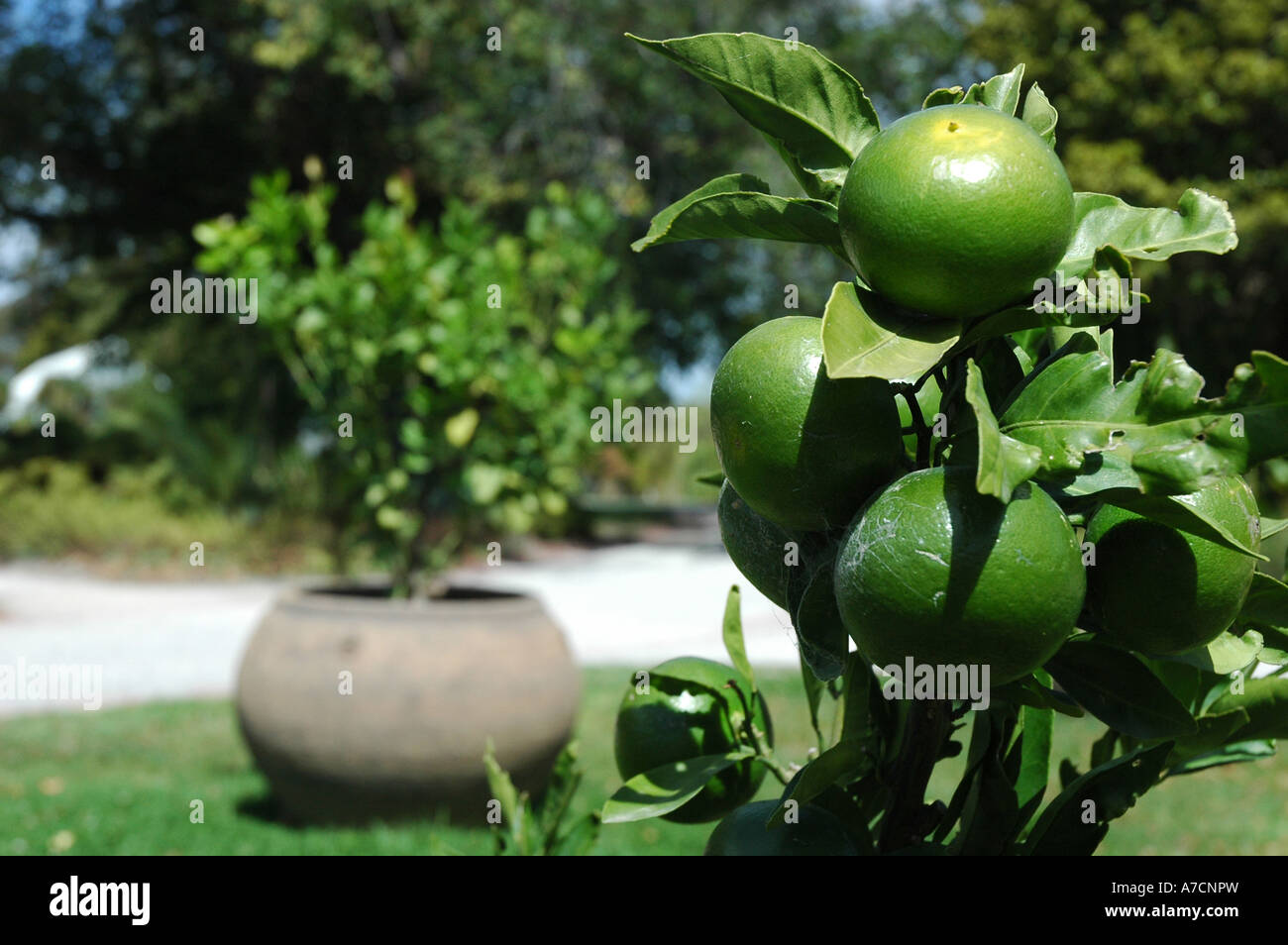 lime tree in a park Stock Photo - Alamy