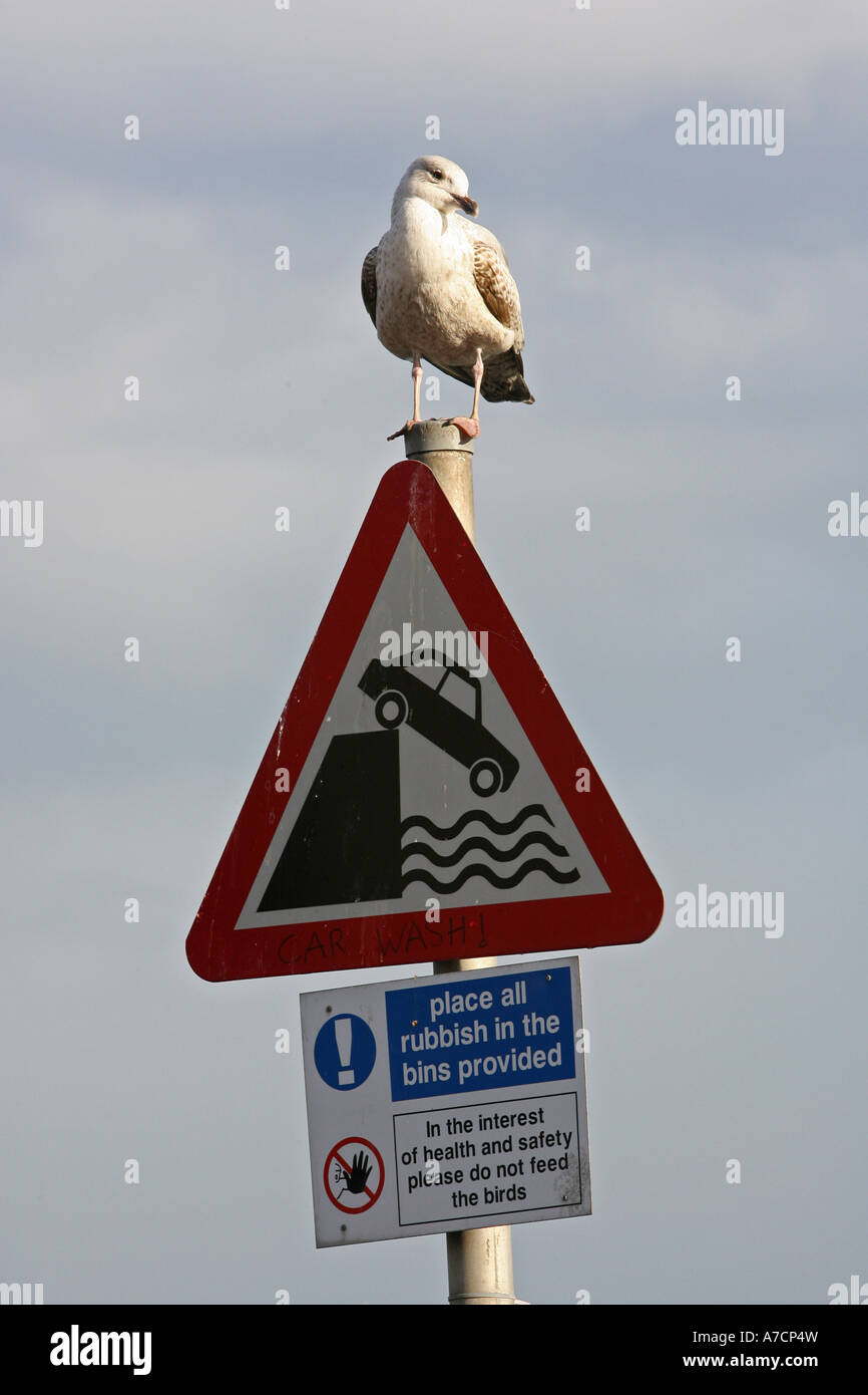 seagull on Aberdeen harbour sign warning motorists with do not feed ...