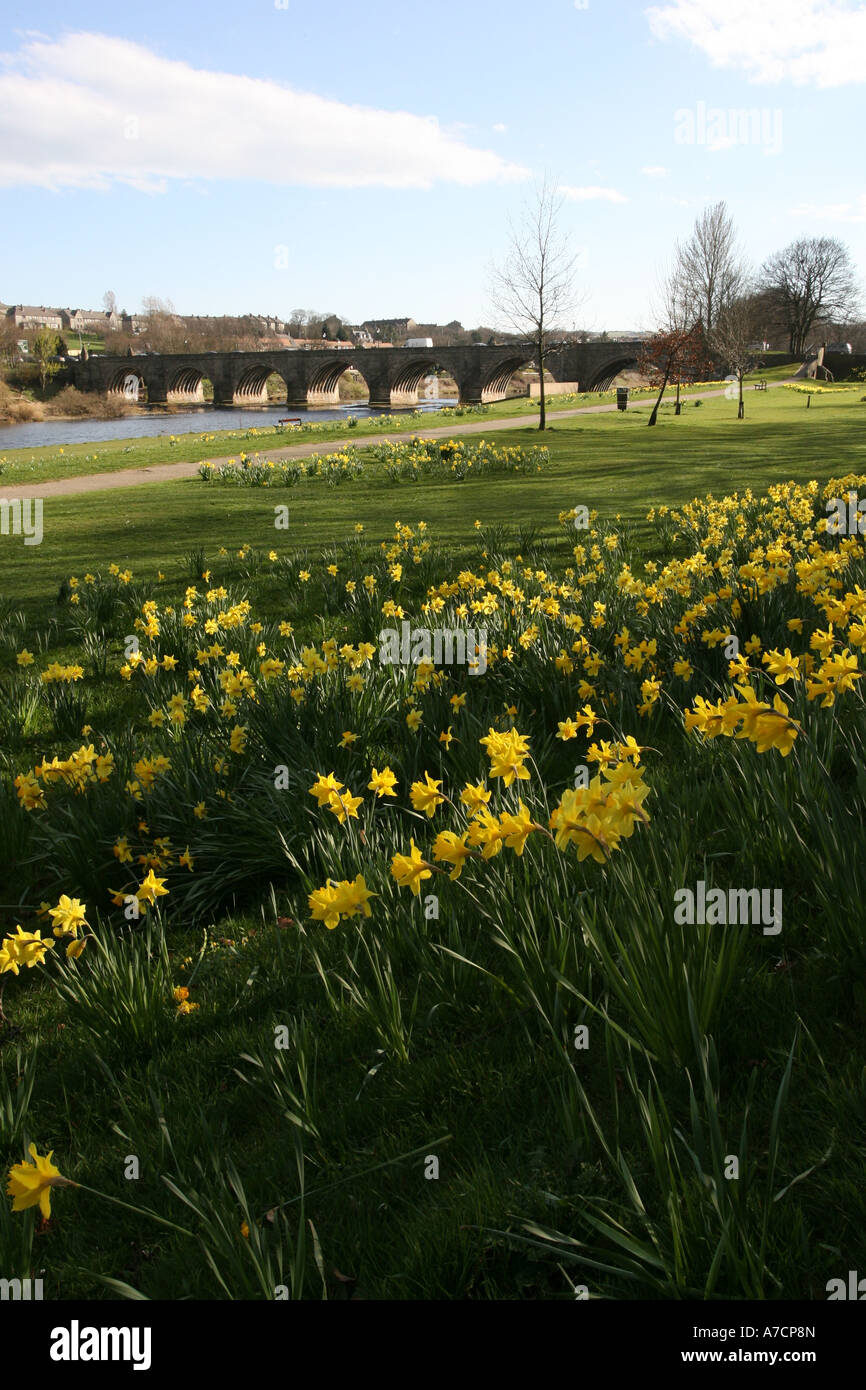 Daffodils beside the River Dee in Aberdeen, Scotland UK, in spring ...