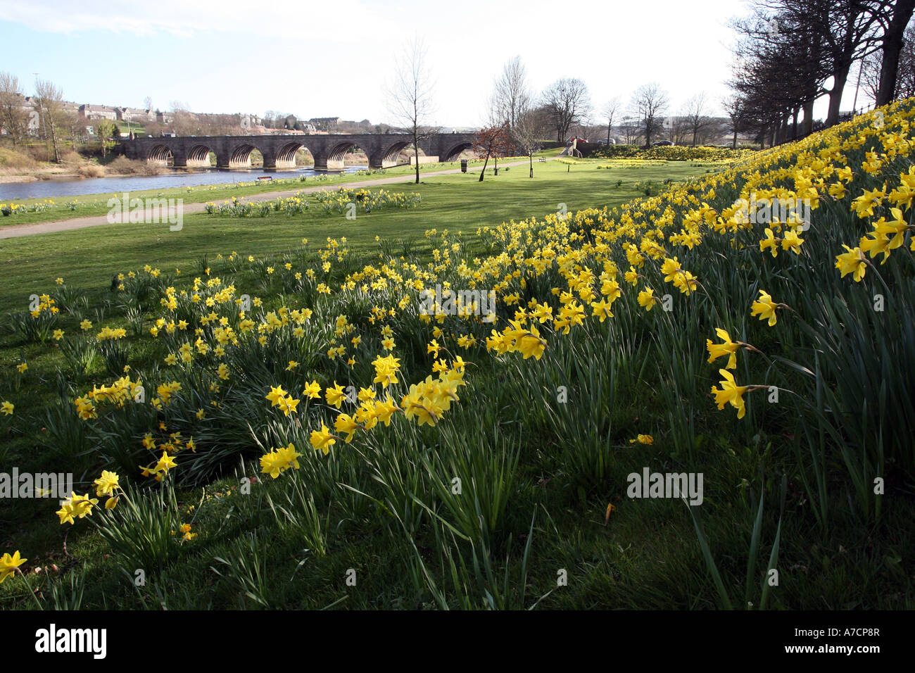 Daffodils beside the River Dee in Aberdeen, Scotland UK, in spring ...