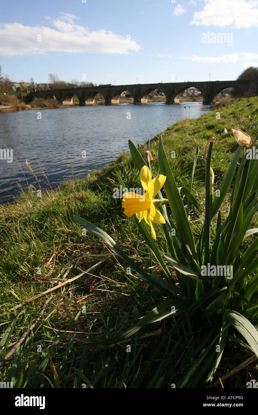 Daffodils beside the River Dee in Aberdeen, Scotland UK, in spring ...