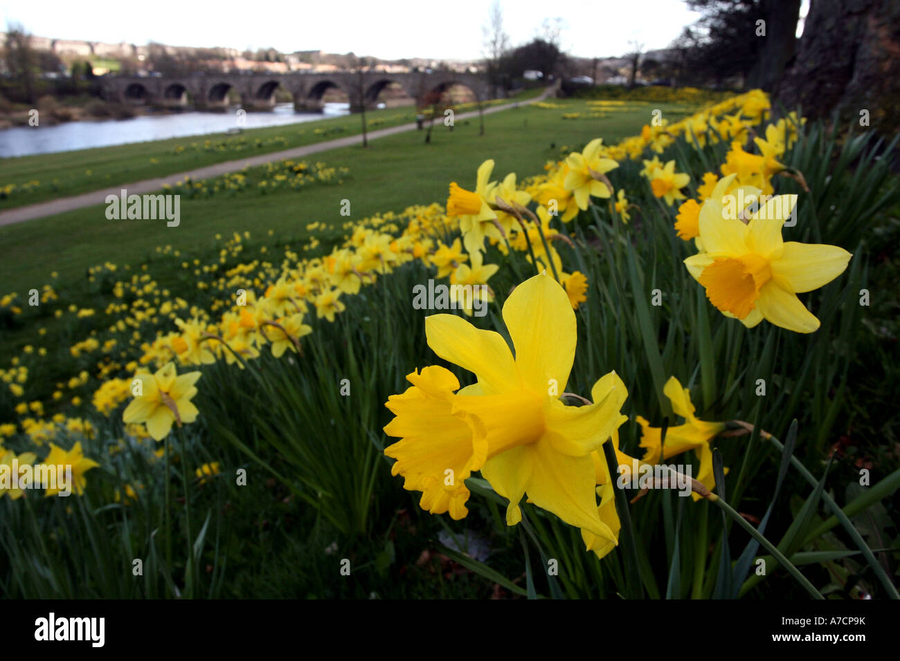 Daffodils beside the River Dee in Aberdeen, Scotland UK, in spring ...