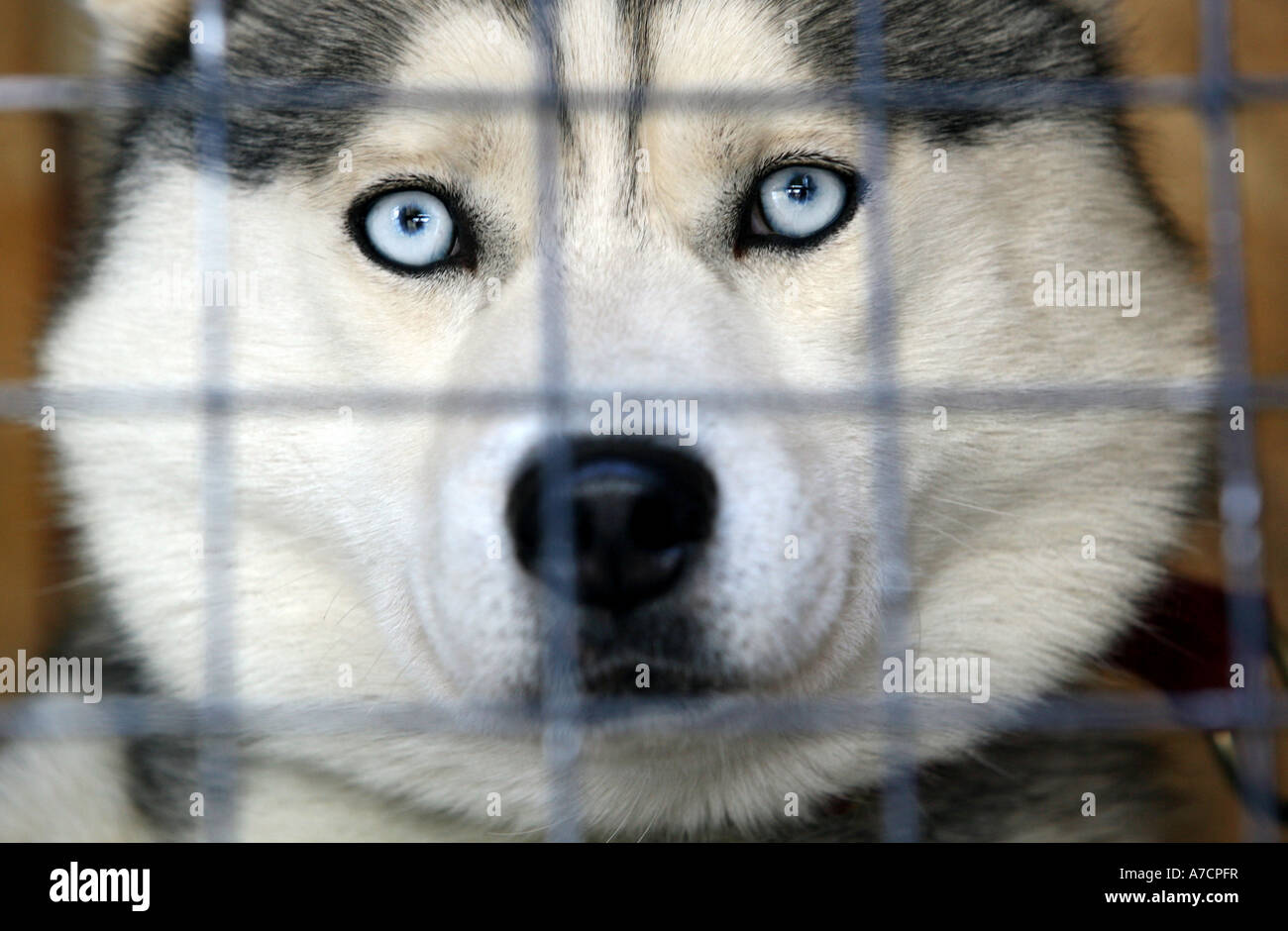 close up of racing husky dog face with blue eyes in cage before race ...