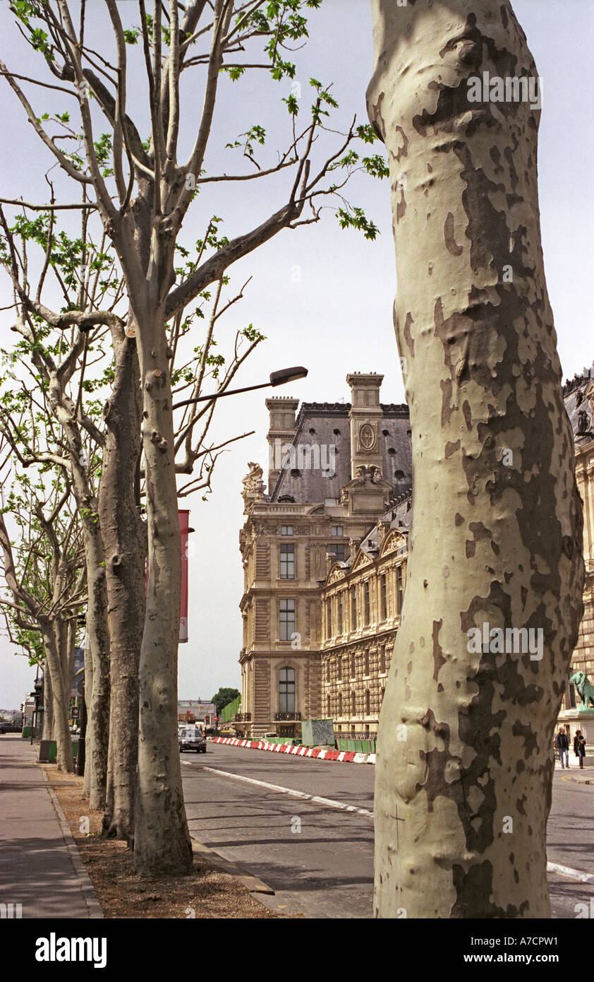 Plane trees paris hi-res stock photography and images - Alamy