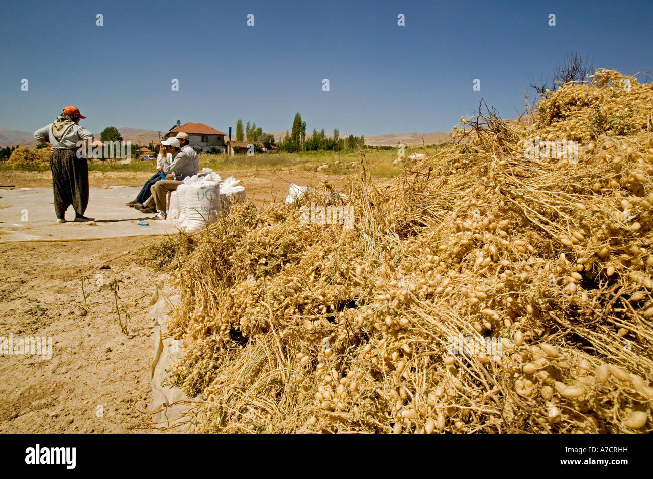Fodder crop hi-res stock photography and images - Alamy