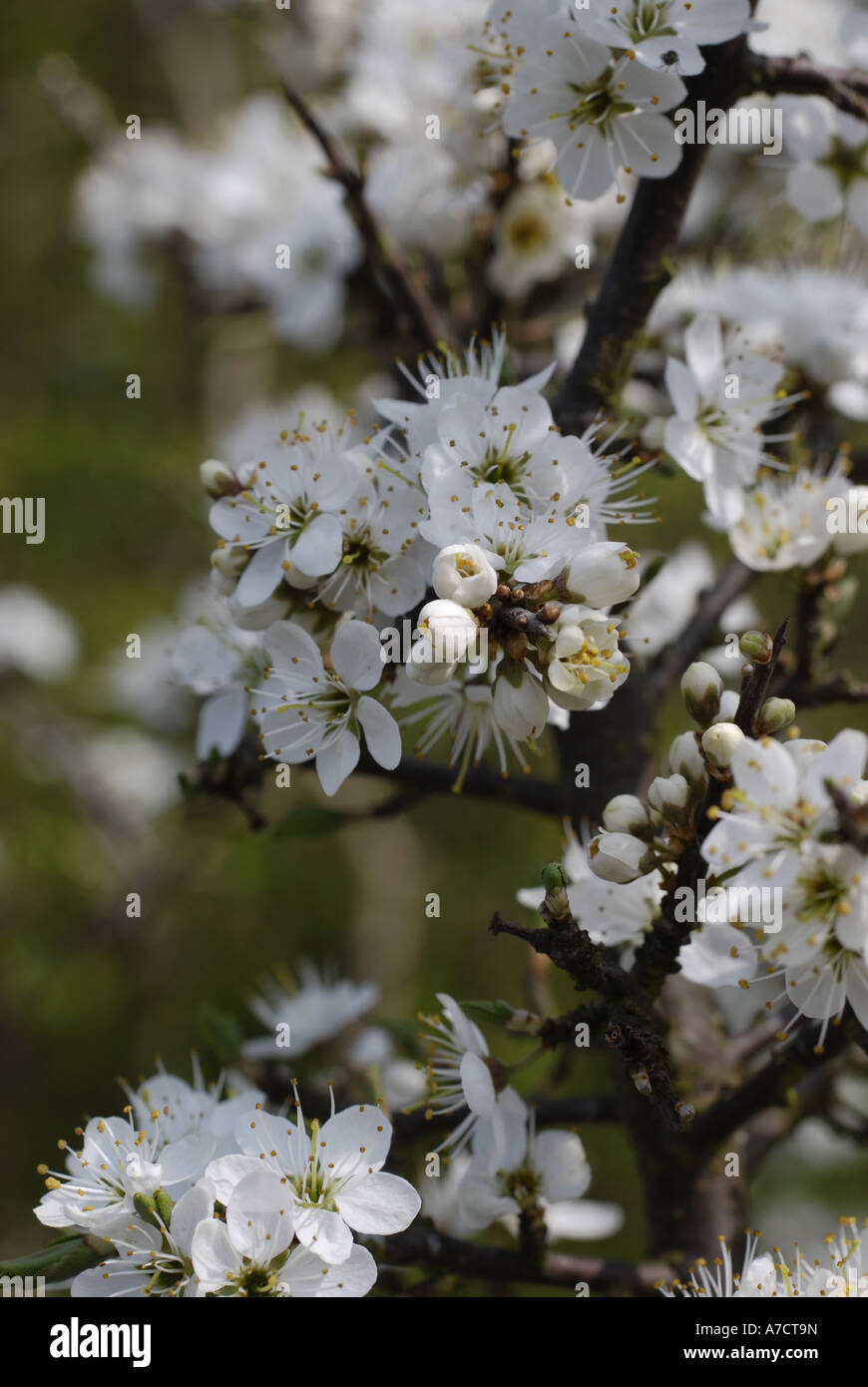 Blackthorn flower Sloe Prunus spinosa Stock Photo - Alamy