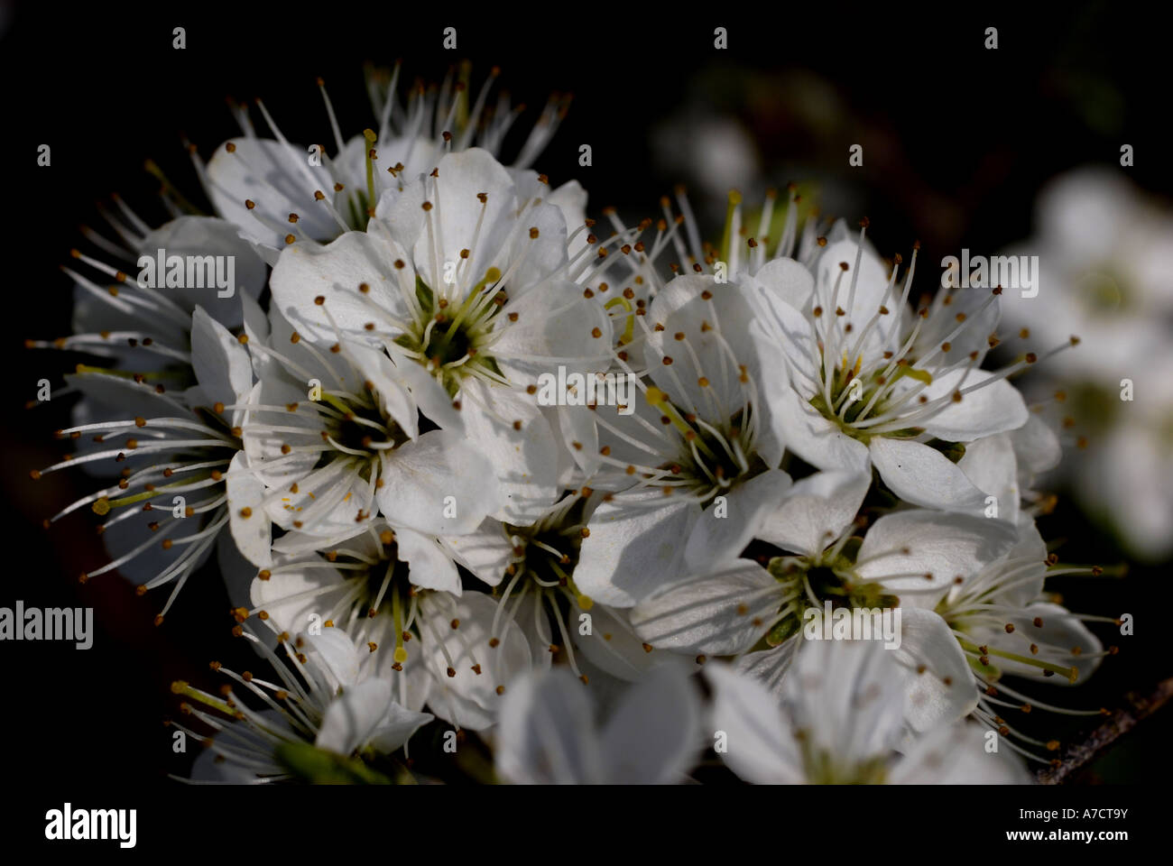 Blackthorn flower Sloe Prunus spinosa Stock Photo - Alamy