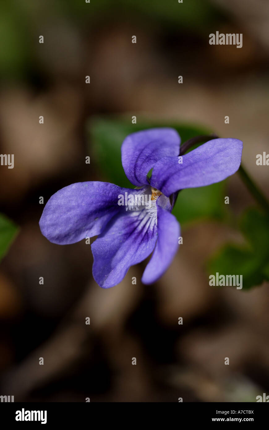 Common dog violet Viola riviniana Stock Photo - Alamy