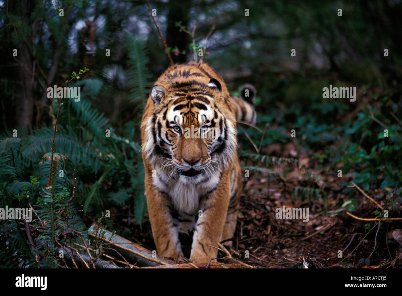 Siberian tiger Panthera tigris altaica stalking through forest captive animal North America ...