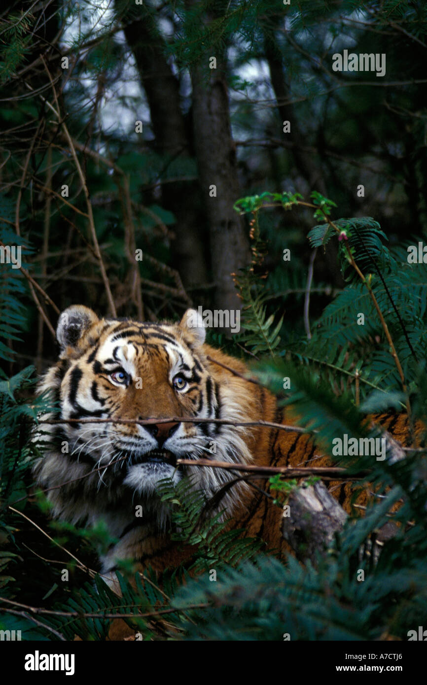 Siberian tiger Panthera tigris altaica stalking through forest captive animal North America ...